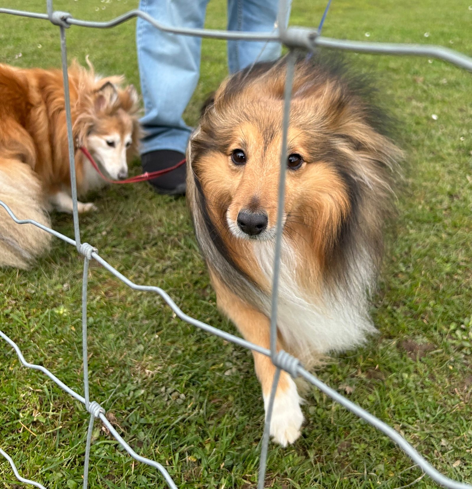 “Meet Poppy and Sid: The Dynamic Shetland Sheepdogs ...