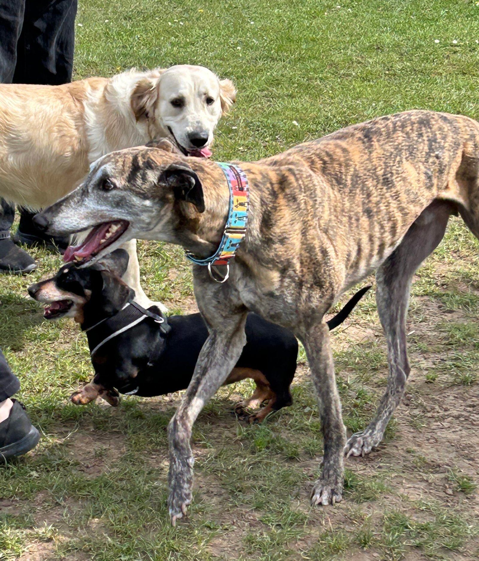 Marley, Frank, and Barney's Day Out at Little Paddocks Field