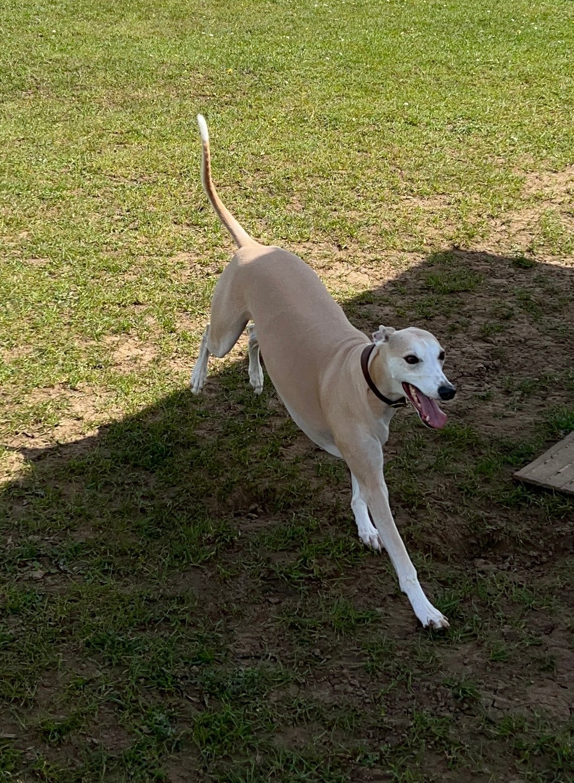 Douglas: From Show Dog to Beloved Companion » littlepaddocksdogfield.com