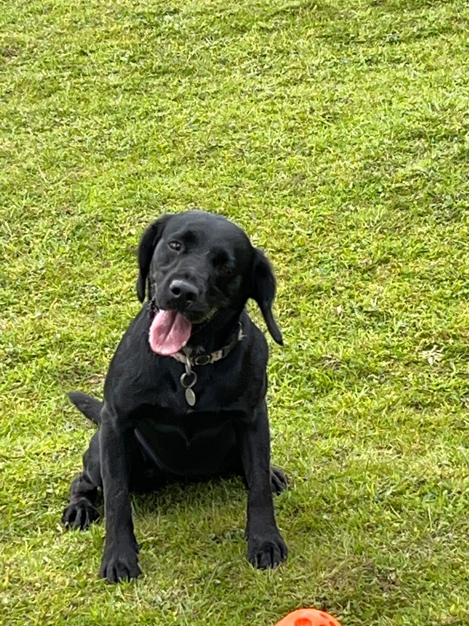 Meet Pippa: The Playful and Lively Sprockador » littlepaddocksdogfield.com