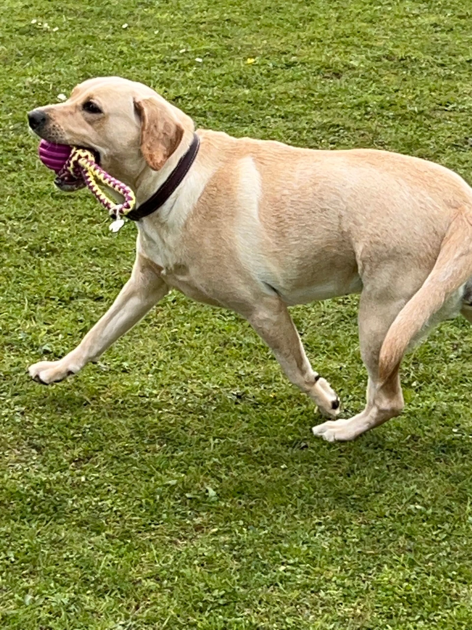 Maggie: The Friendly and Protective Yellow Labrador ...