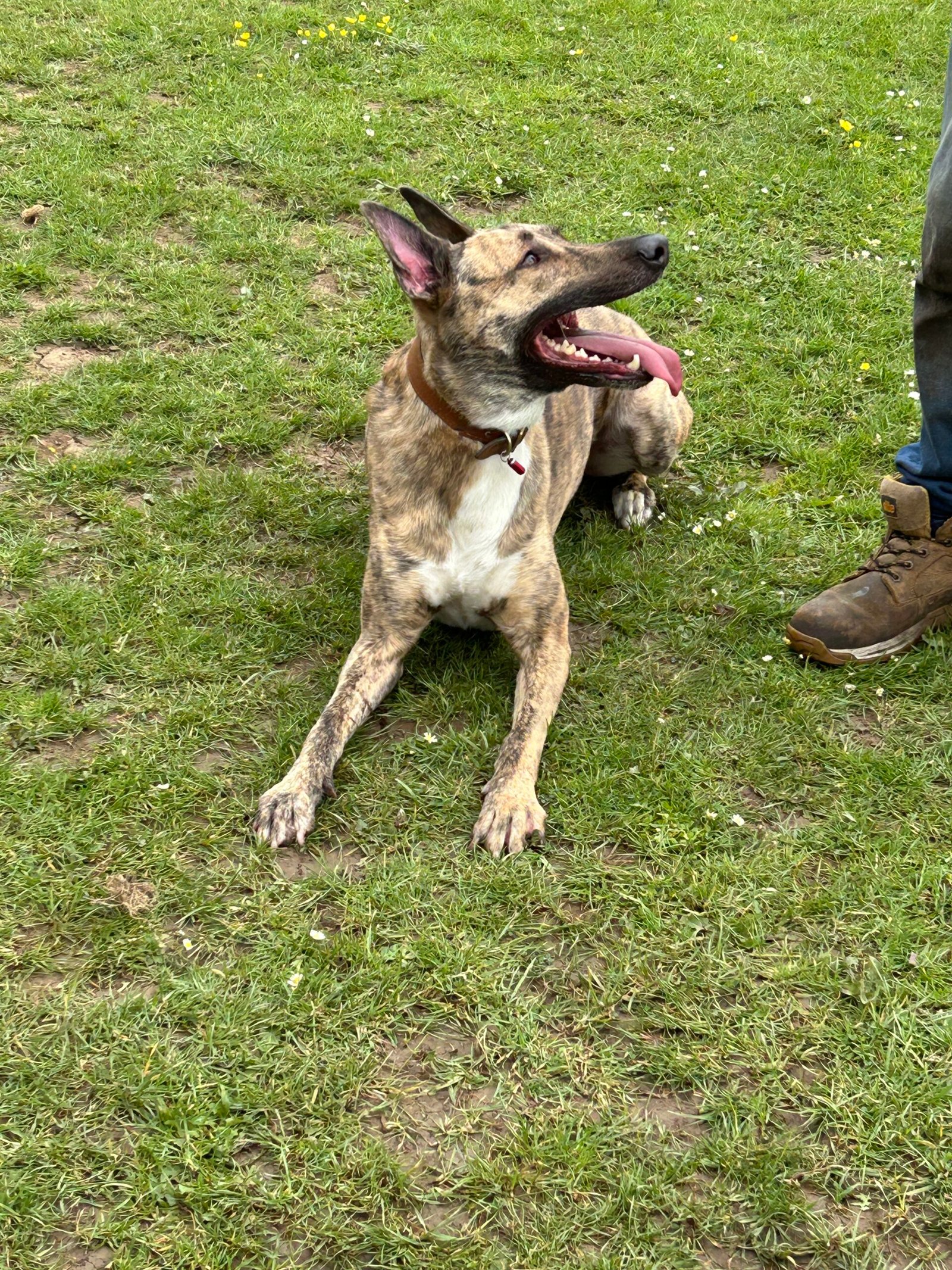 Meet Thor: The Energetic German Shepherd-Whipordore Mix