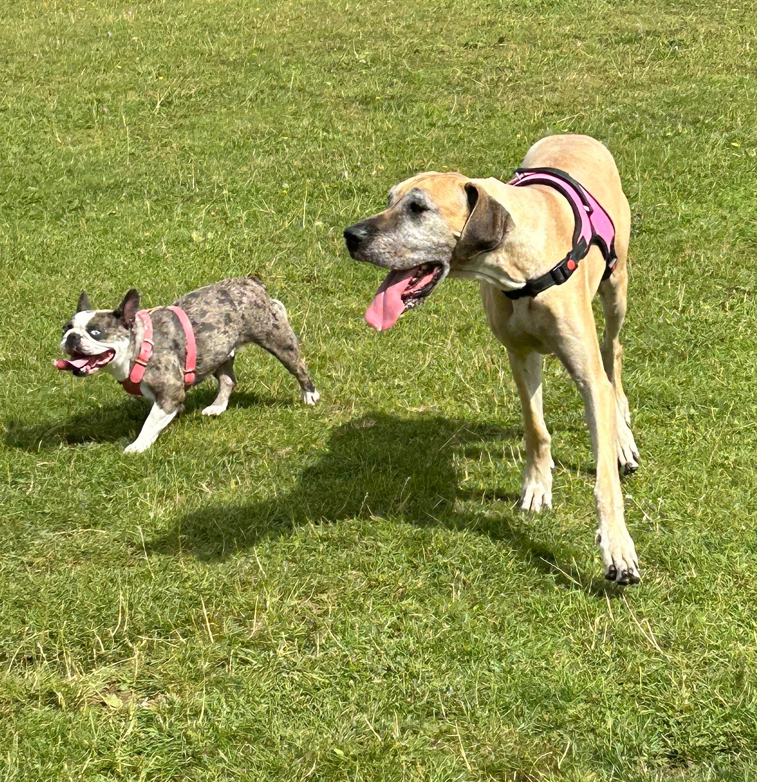 Meet Yuri and Myla: A Tale of Two Unique Dogs