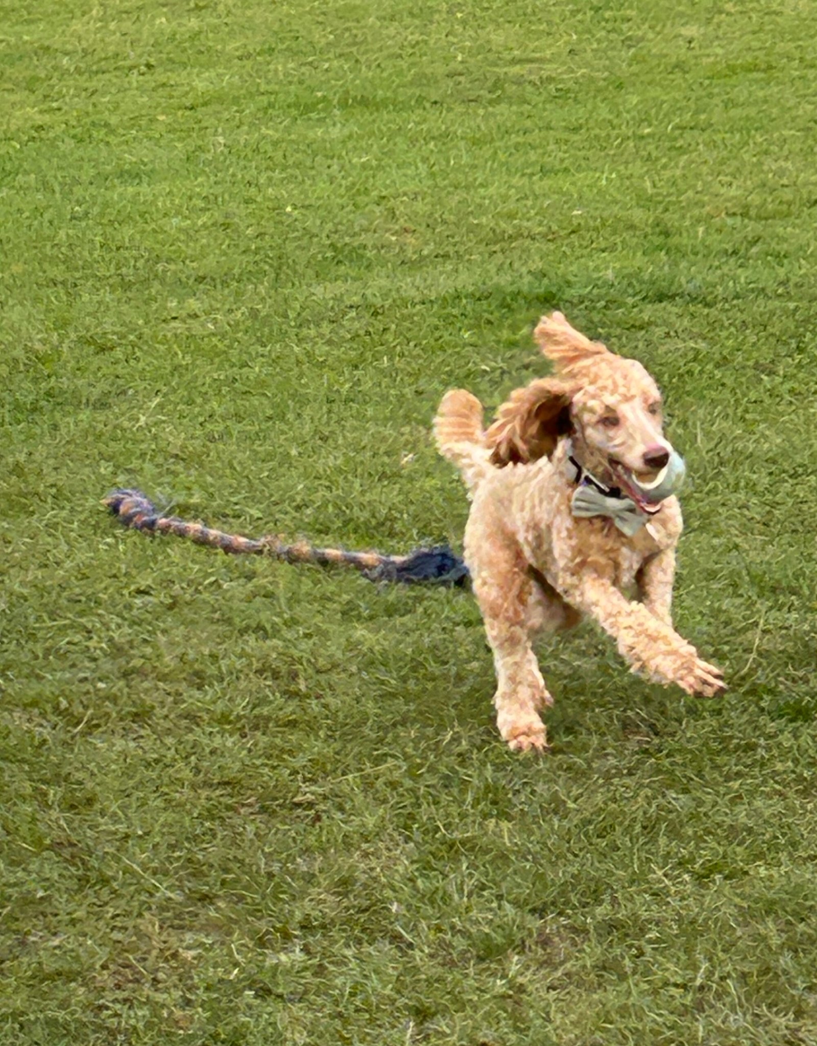 Meet Ronnie: The Charming Apricot Poodle Cross