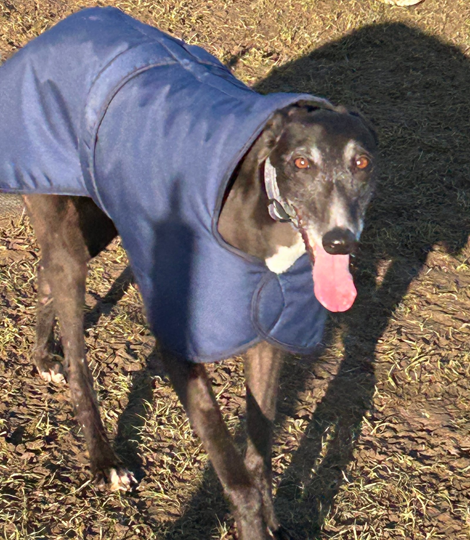 Introducing Jet: A Loving Home for an Ex-Racing Greyhound