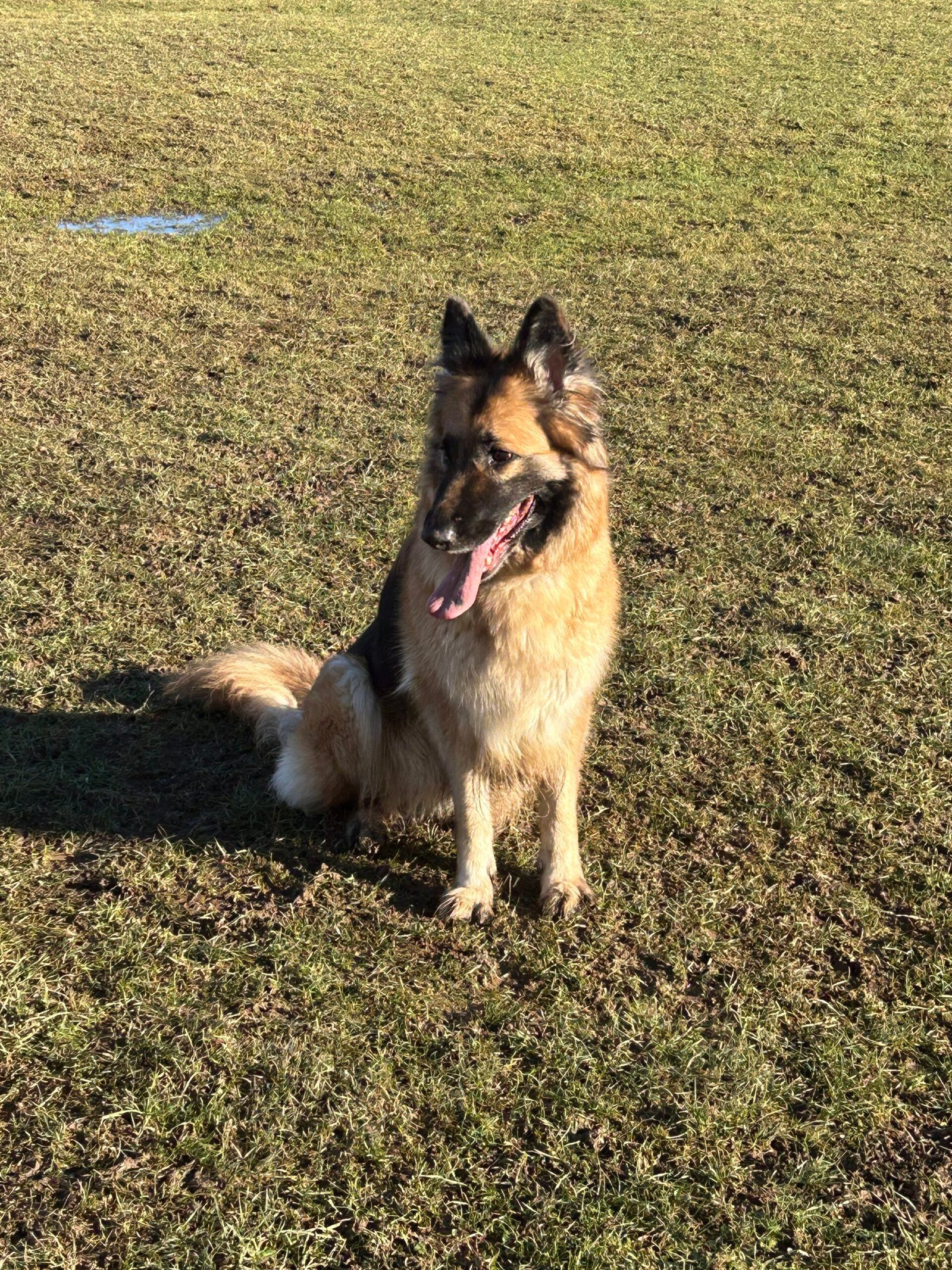 Cleo the German Shepherd: Adjusting to Her New Home