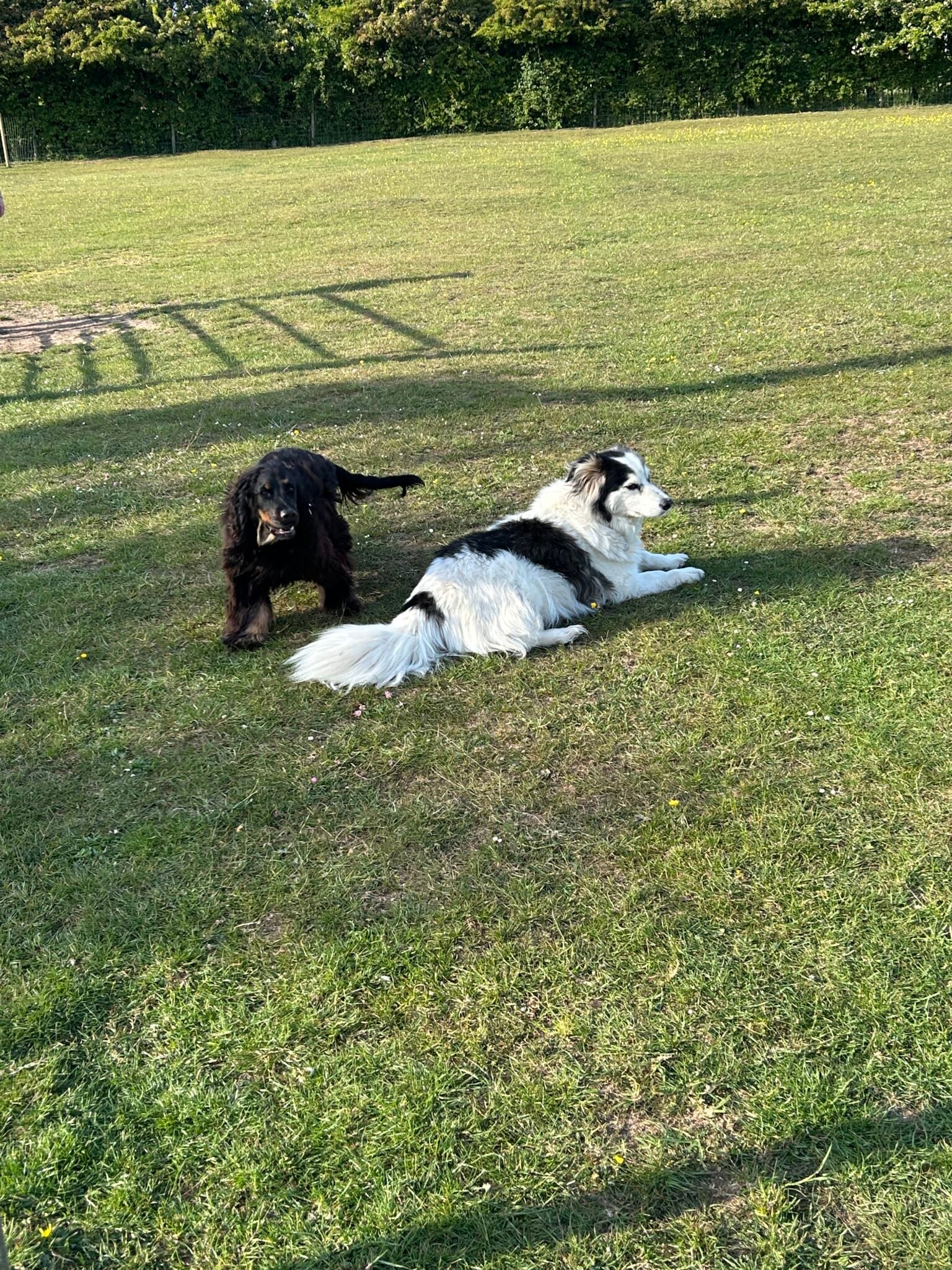 Little Paddocks Dog Field at Great Steeping